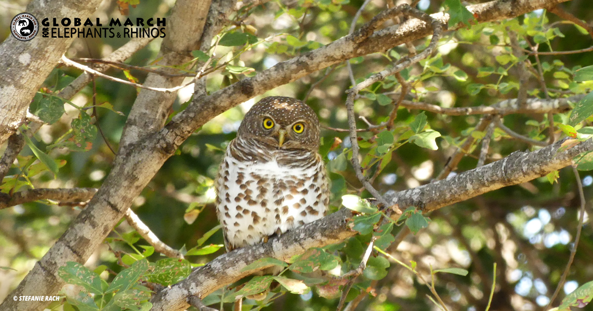 An Owl in Daylight - Global March for Elephants and Rhinos (GMFER)