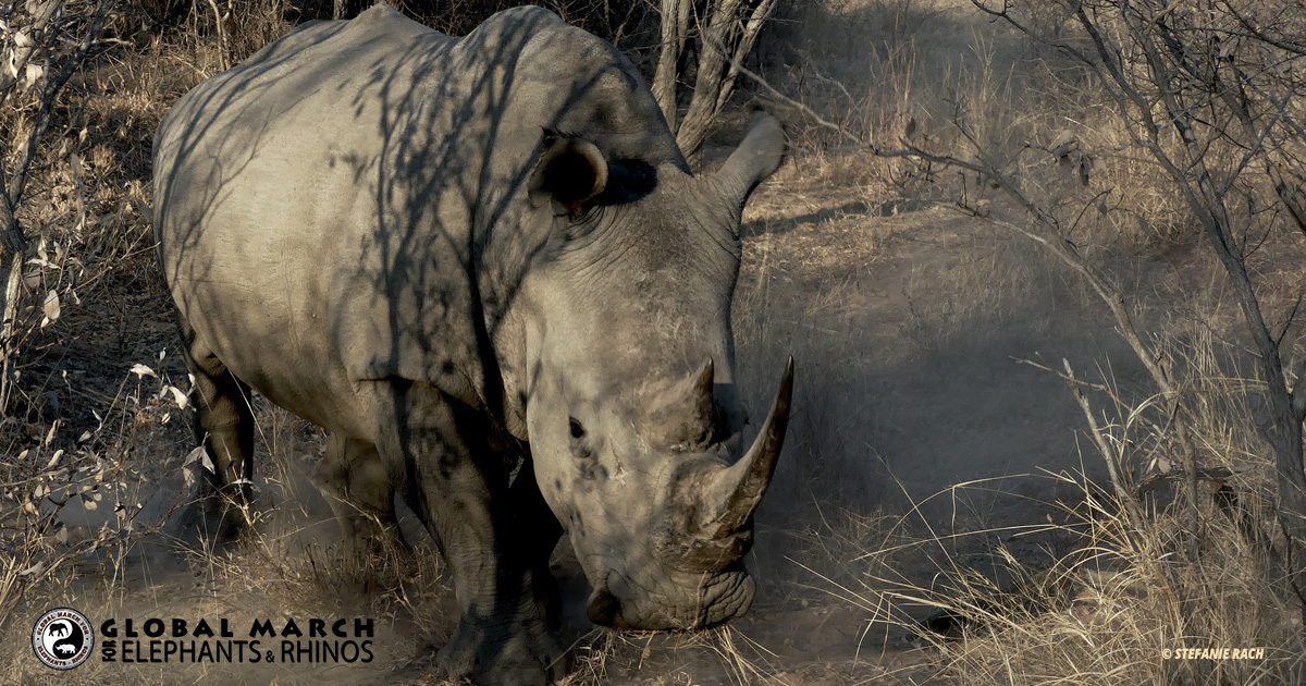 A Cry From Primeval Times - Global March for Elephants and Rhinos (GMFER)
