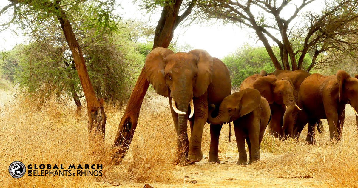 A Cry Making the Blood Run Cold - Global March for Elephants and Rhinos ...