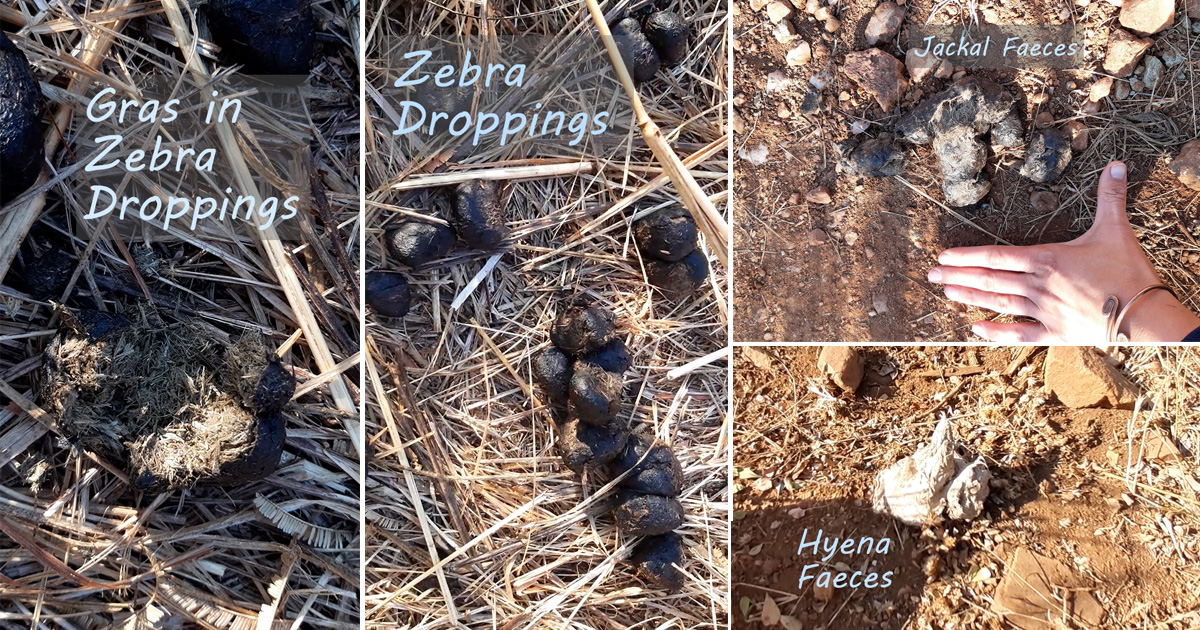 Tracking Mother Nature: Fantastic Faeces And Where To Find Them ...