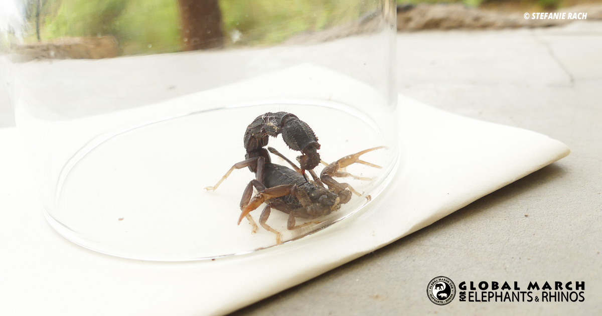 Tracking Mother Nature: My Neighbour, the Scorpion - Global March for ...